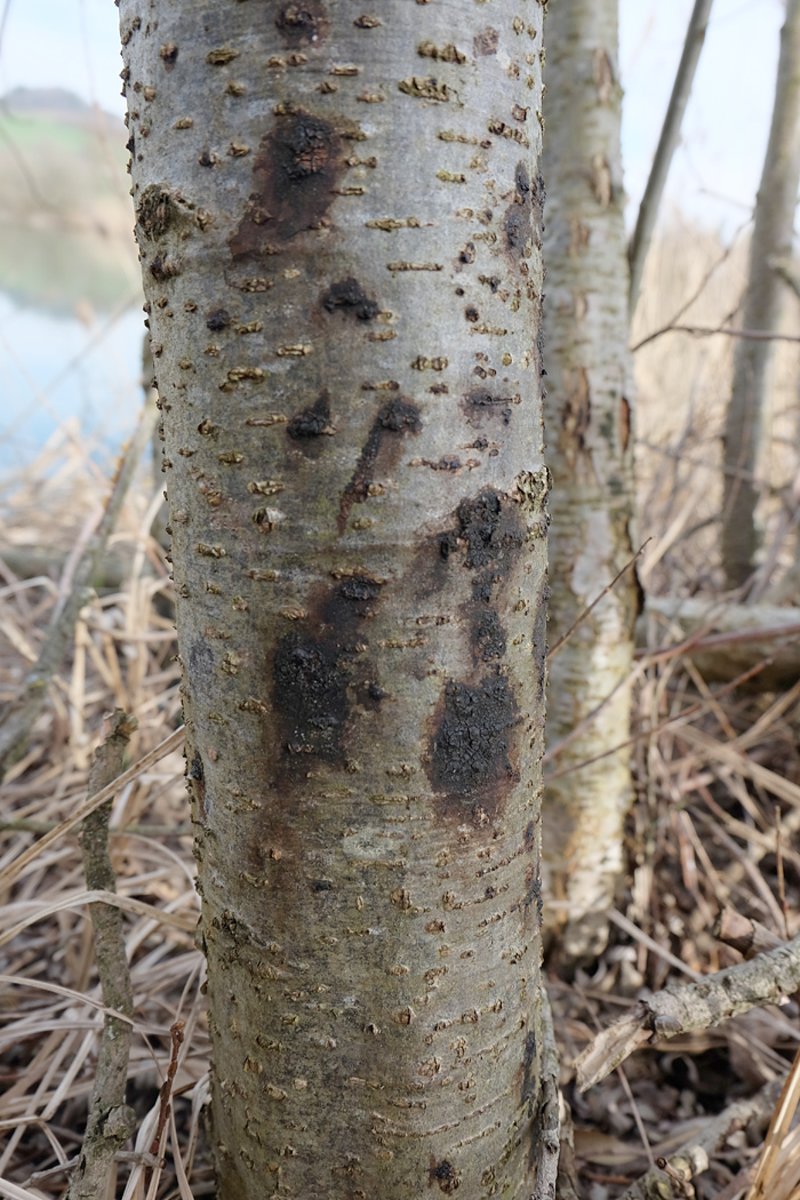 Root and collar rot of alder