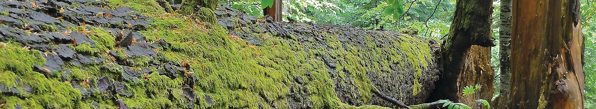 Il legno morto presente nelle foreste: origine, importanza e promozione