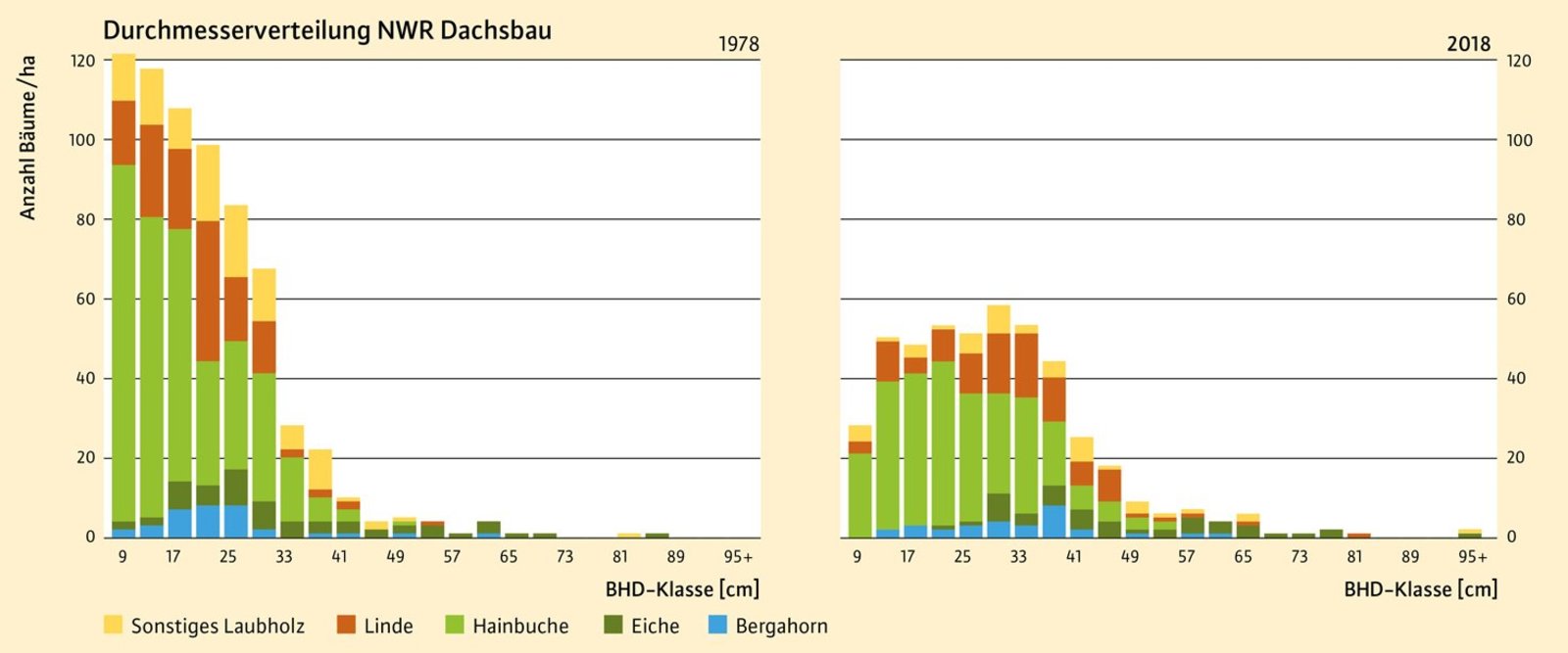 Vom artenreichen Mittelwald zum "sekundären Urwald"