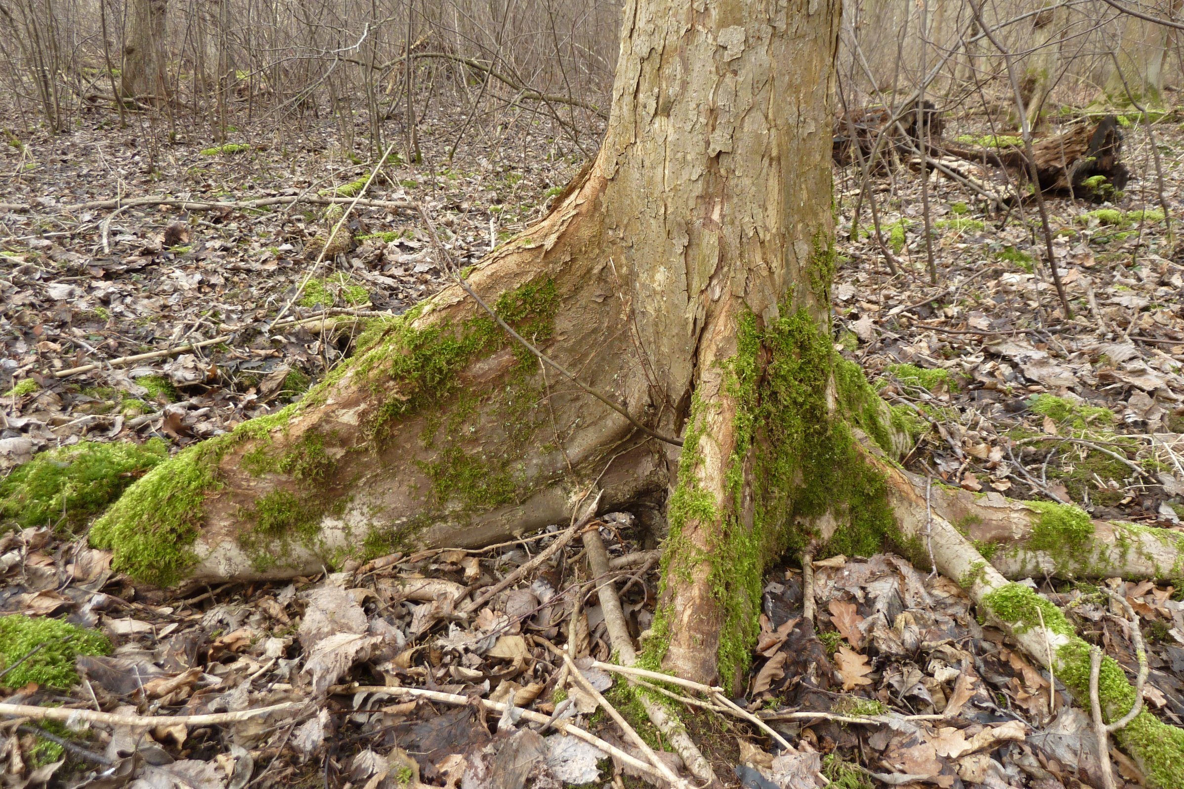 Flatterulme – Herkunftsempfehlungen und Verbesserung der Erntebasis