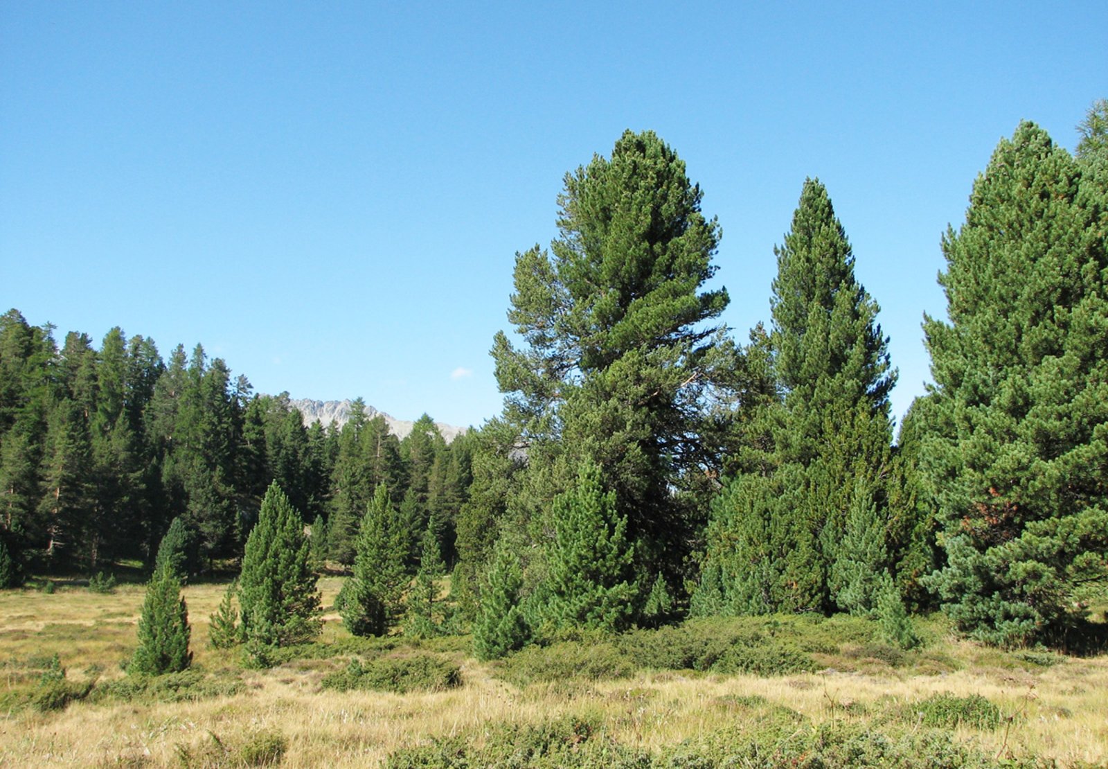 L'arole, roi des Alpes