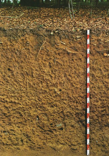 Comprendre la diversité et les fonctions des sols forestiers en Suisse ...