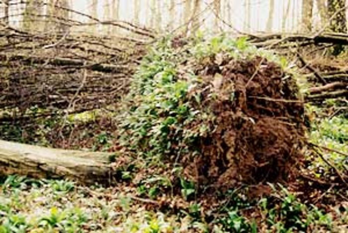 Timber Storage – Life Conservation