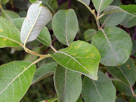 Pionierbaumarten: ökologisch wertvoll - waldwissen.net