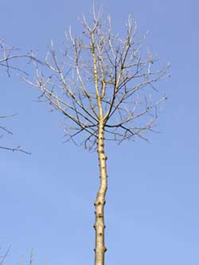 Grundlagen zur Wertholzproduktion der Esche