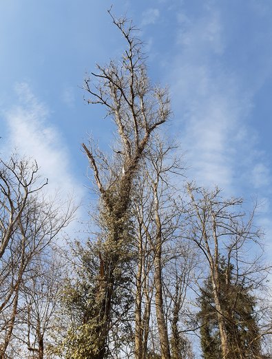 Forschung zur Zukunft der Esche