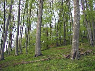Konzepte zur Buchen-Lichtwuchsdurchforstung