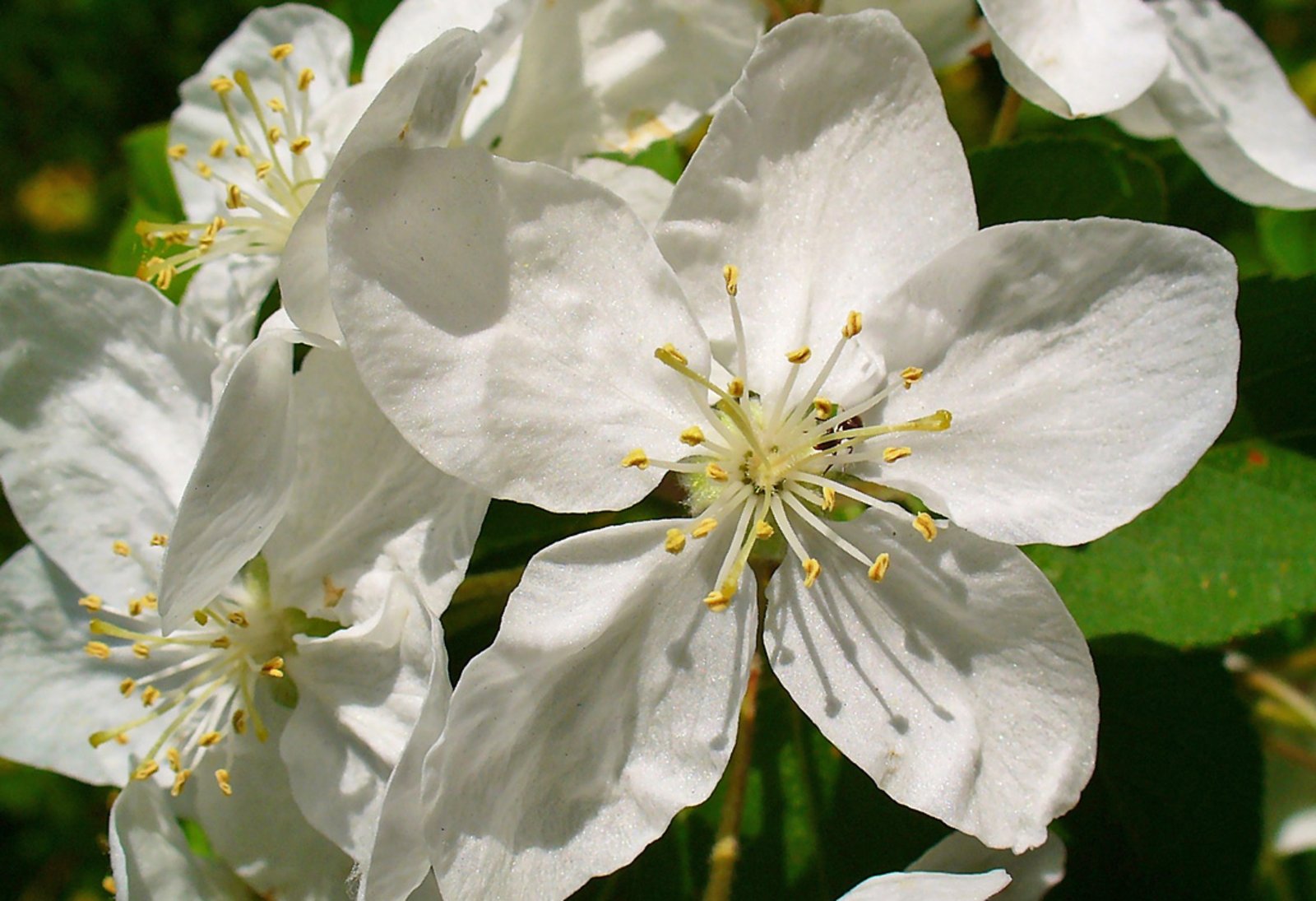 Le pommier sauvage ("Malus sylvestris")