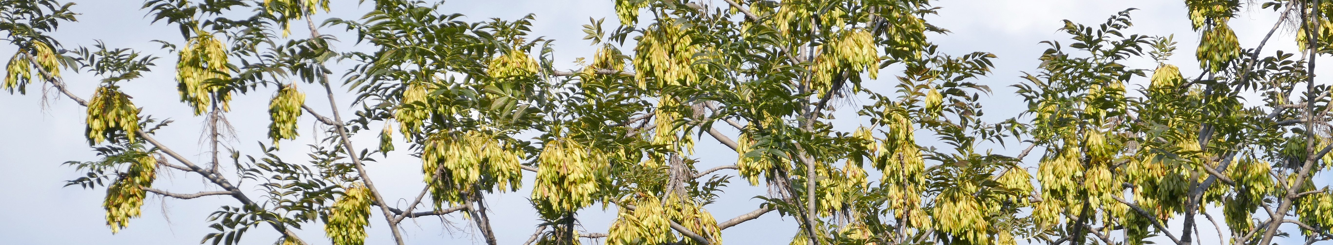 Die Esche (Fraxinus excelsior)