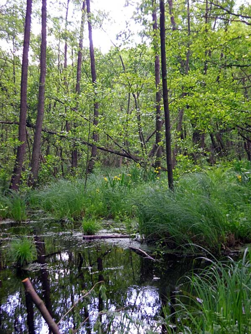 Flooding, erosion and stagnant moisture - waldwissen.net