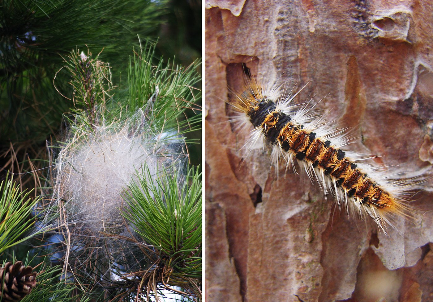 Diseases and pests on Douglas fir - waldwissen.net