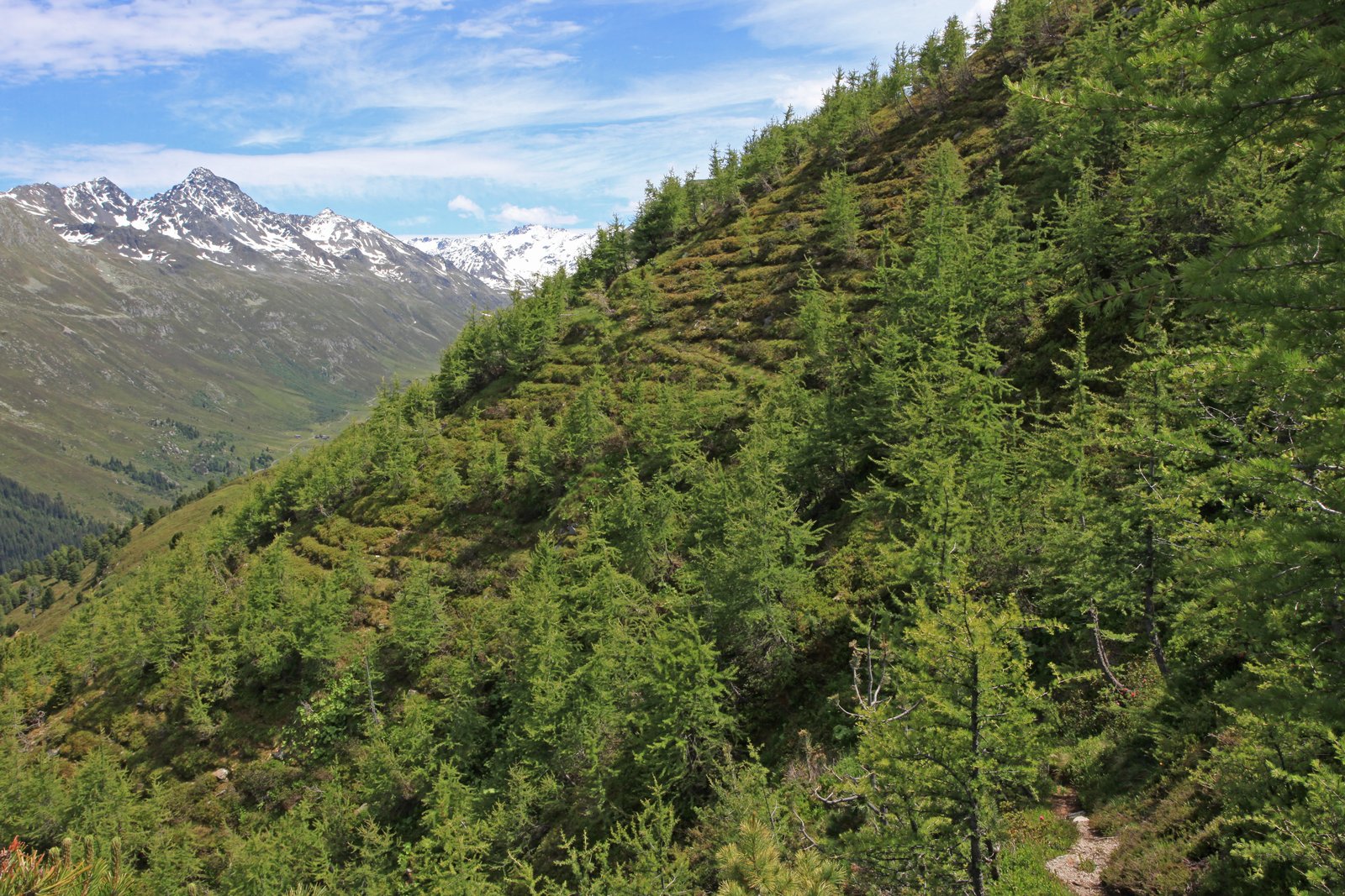 Die Bedeutung des Kleinstandortes bei Aufforstungen im Gebirge