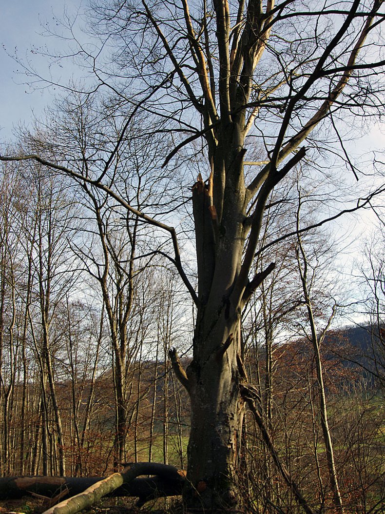 Blasting for nature conservation and occupational safety in the forest ...