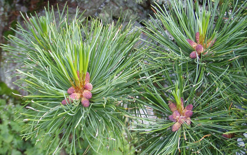 L'arole, roi des Alpes