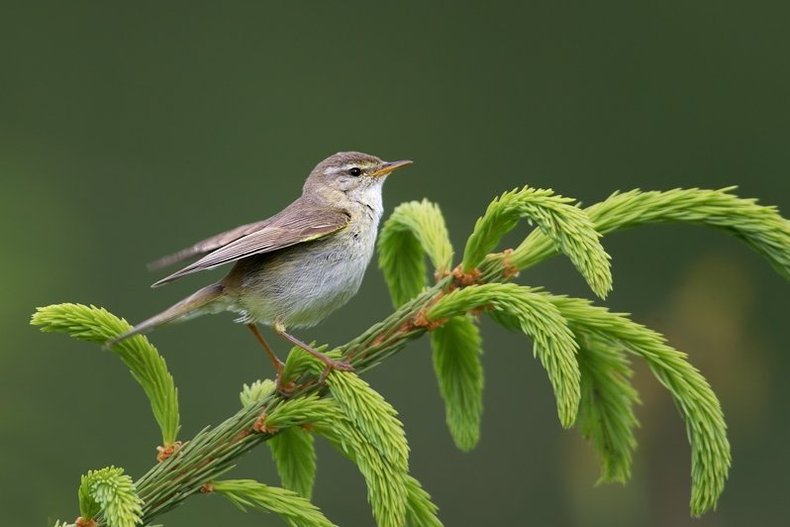 Bioacoustic monitoring - waldwissen.net