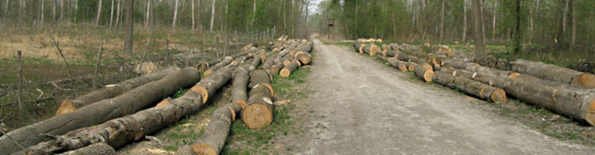 Die waldbauliche Behandlung der Esche - waldwissen.net