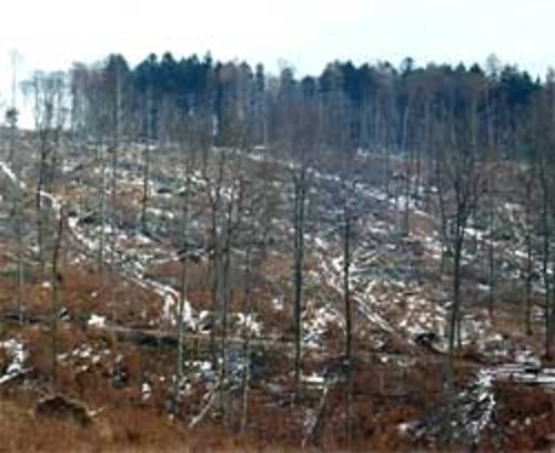 Salvage Logging of Storm Damaged Timber - waldwissen.net