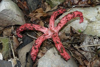 Anthurus étoilé et le Clathre rouge - waldwissen.net