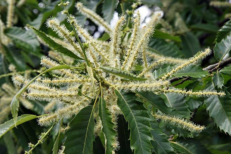 Edelkastanien bieten Lebensraum für viele Arten - waldwissen.net