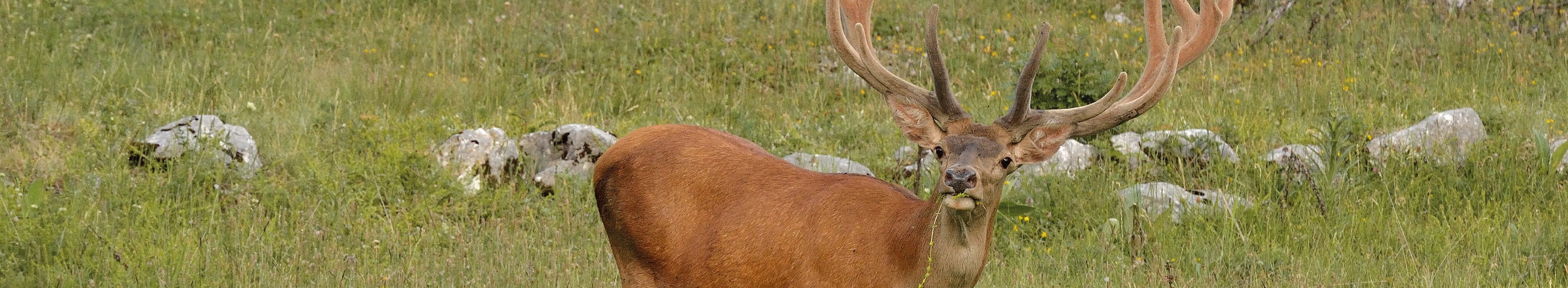 Der Rothirsch (*Cervus elaphus*)