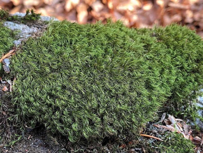 Gefährdung und Schutz der Findlingsflora in der Schweiz - waldwissen.net