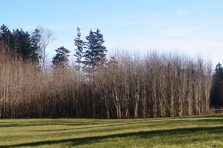 Pappeln im Kurzumtrieb – die Sorte ist entscheidend - Waldwissen.net