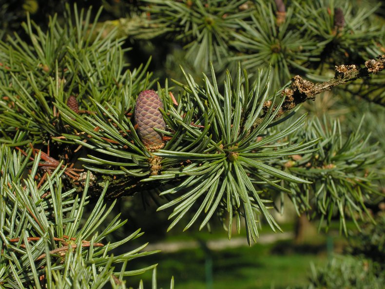 Atlaszeder als Alternative für trockene Standorte