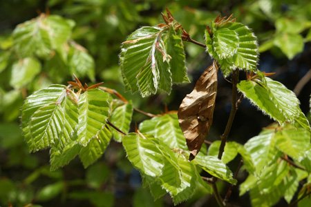 Die Buche - Baum des Jahres 2022 - waldwissen.net