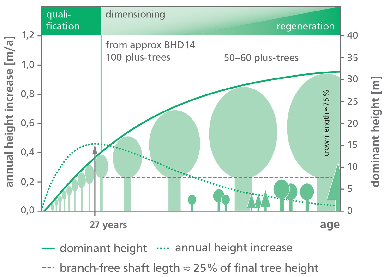 The beech - Tree of the Year 2022 - waldwissen.net