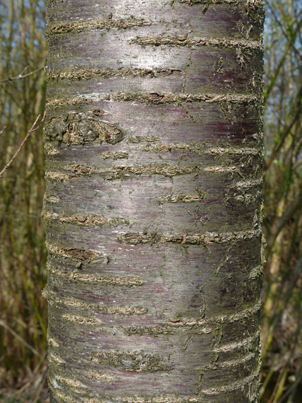 Die Vogelkirsche (Prunus avium)