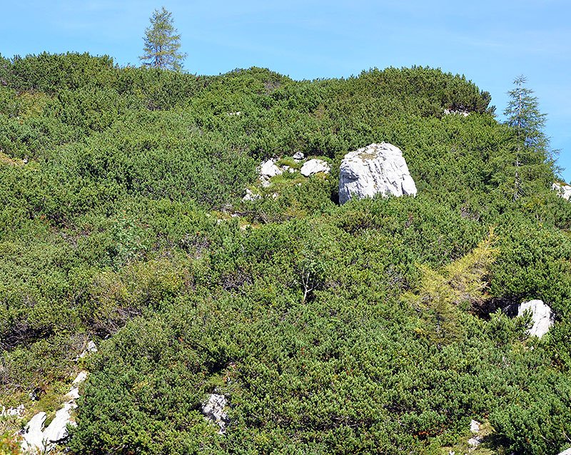 Krummholzgürtel der Alpen: Grünerle und Latsche - waldwissen.net