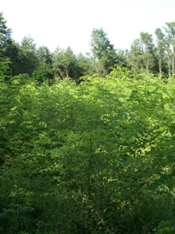 Empfehlungen zur Bewirtschaftung von Robinienbeständen - waldwissen.net