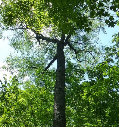 Non-native tree species