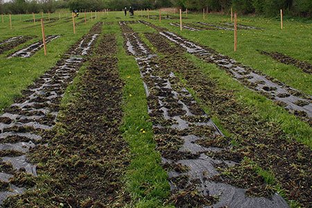 Short-rotation plantations on grassland - but how? - waldwissen.net