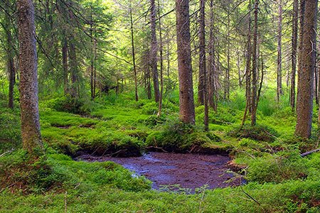 Multifunctional mire protection in the forest