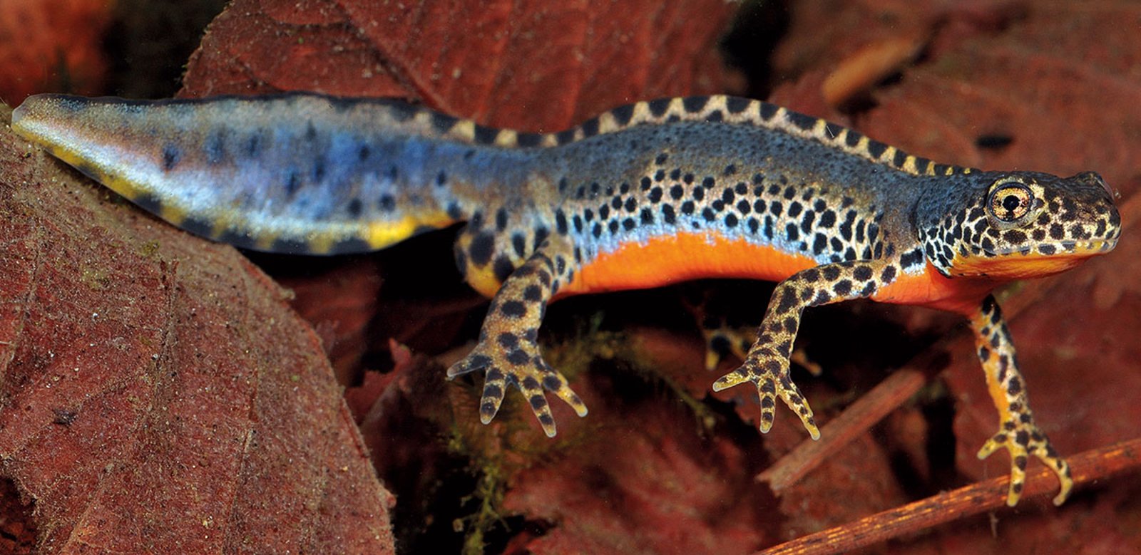 The alpine newt - a colourful underwater dragon. - waldwissen.net