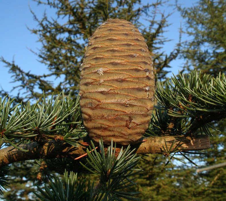 The cedar of Lebanon - a drought-tolerant tree species for dry sites ...