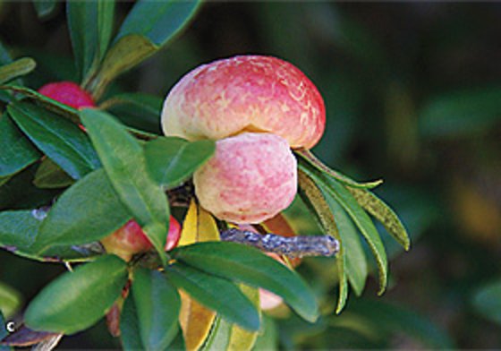 Protéger et favoriser les champignons