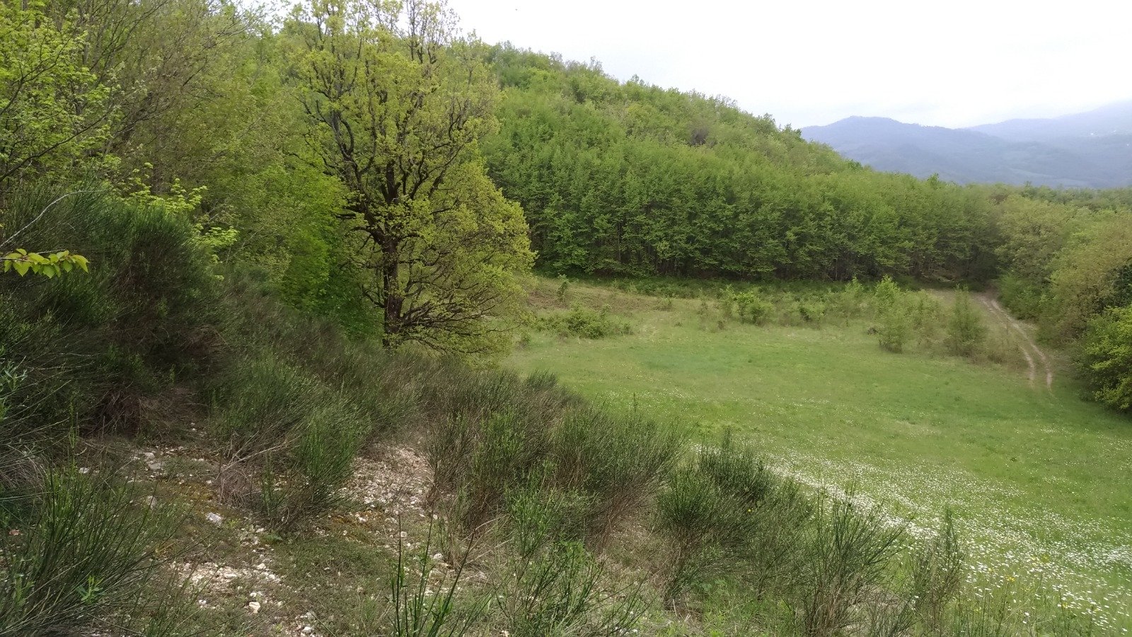 A new instrument to evaluate the naturalness of the forest environment ...