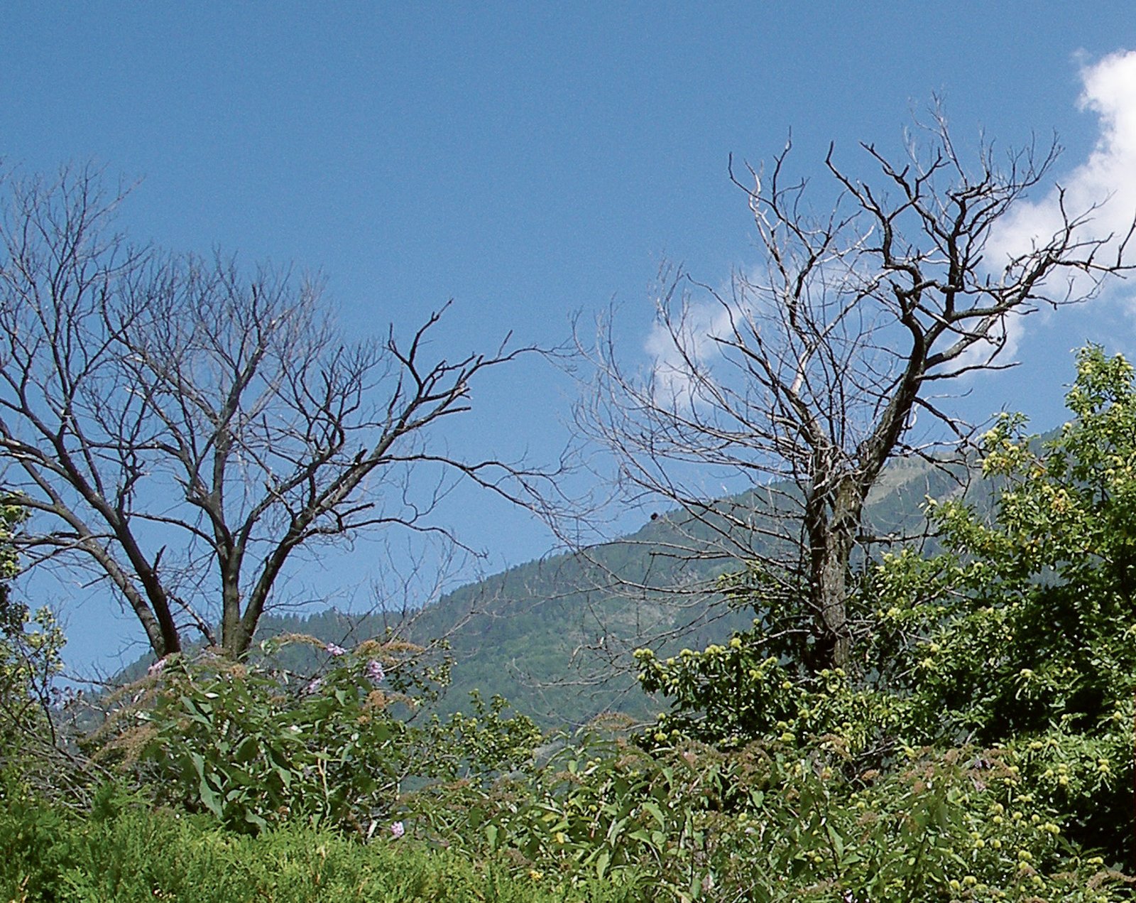 Chestnut blight: symptoms, biology and management strategies ...
