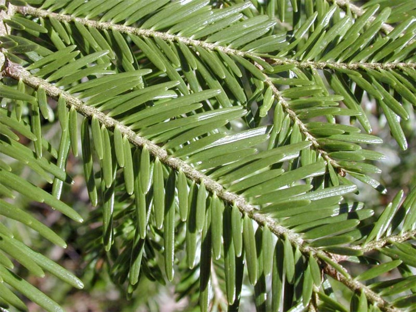 Die Weisstanne (*Abies alba*)