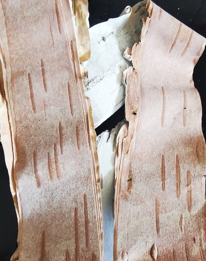 Flechten mit heimischen Hölzern - waldwissen.net