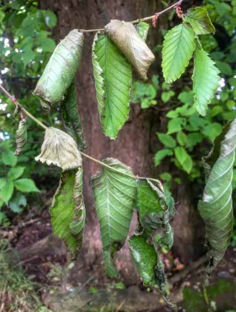 Flatterulme – Herkunftsempfehlungen und Verbesserung der Erntebasis ...