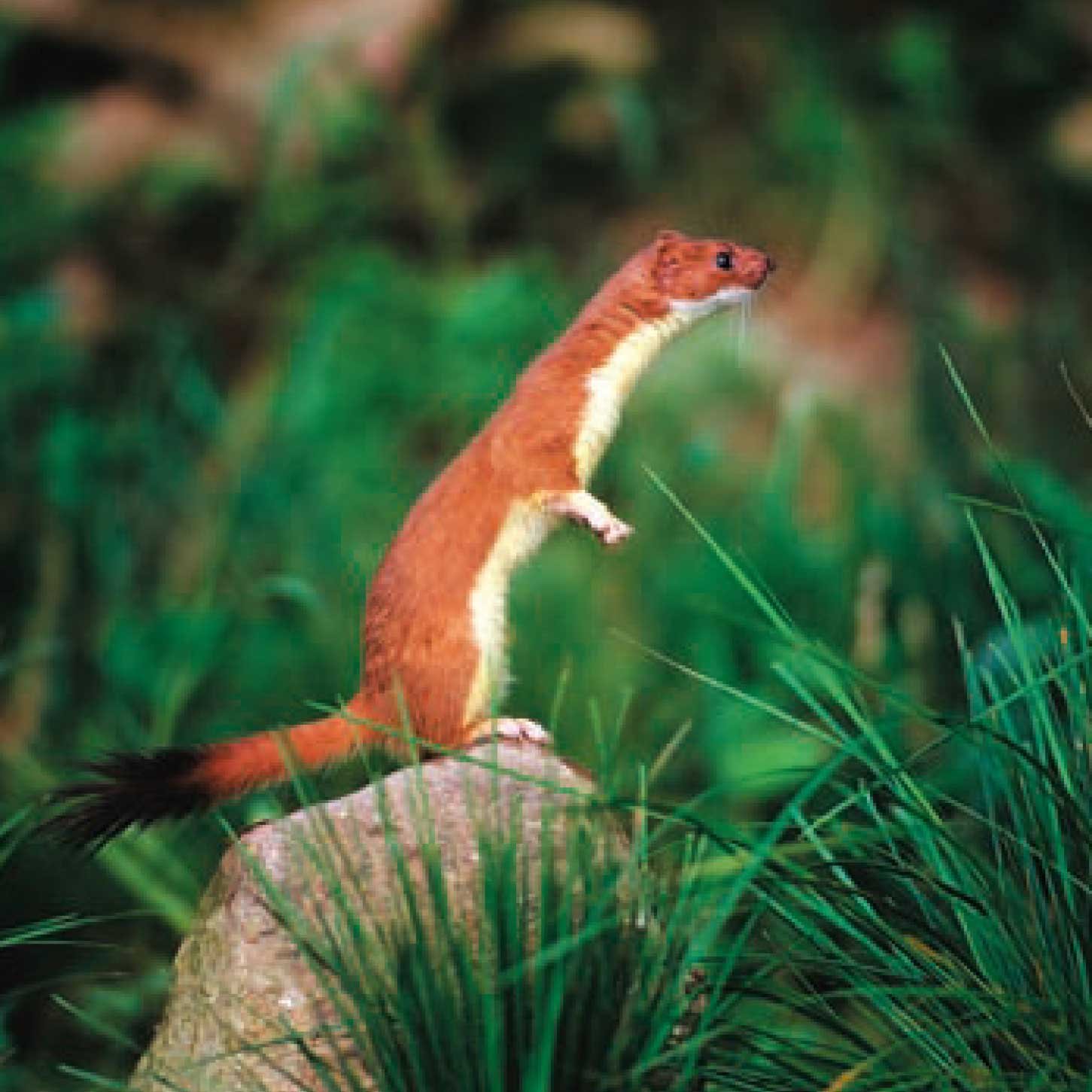 Das Hermelin im Kanton Luzern - waldwissen.net