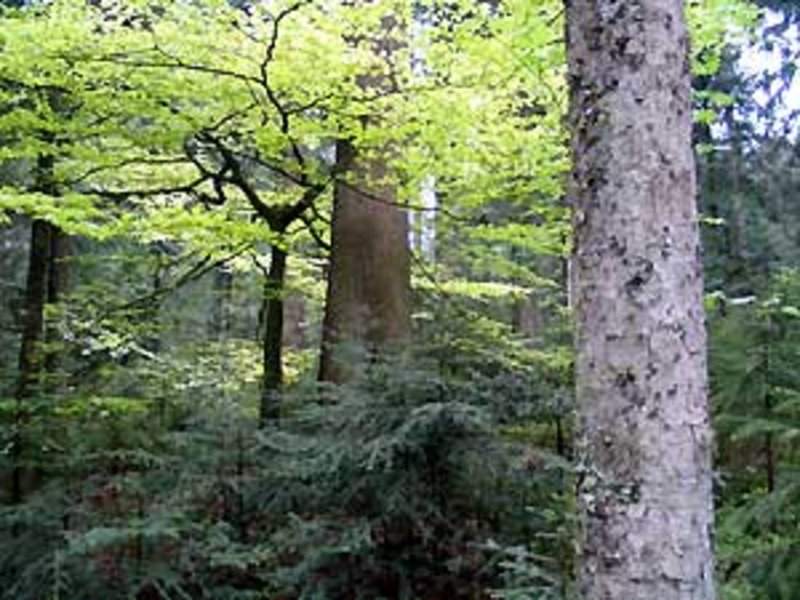 Naturnahe Waldwirtschaft in Baden-Württemberg - waldwissen.net
