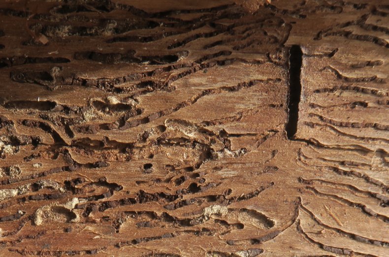 Wichtige Borkenkäferarten und ihre ökologische Bedeutung - waldwissen.net