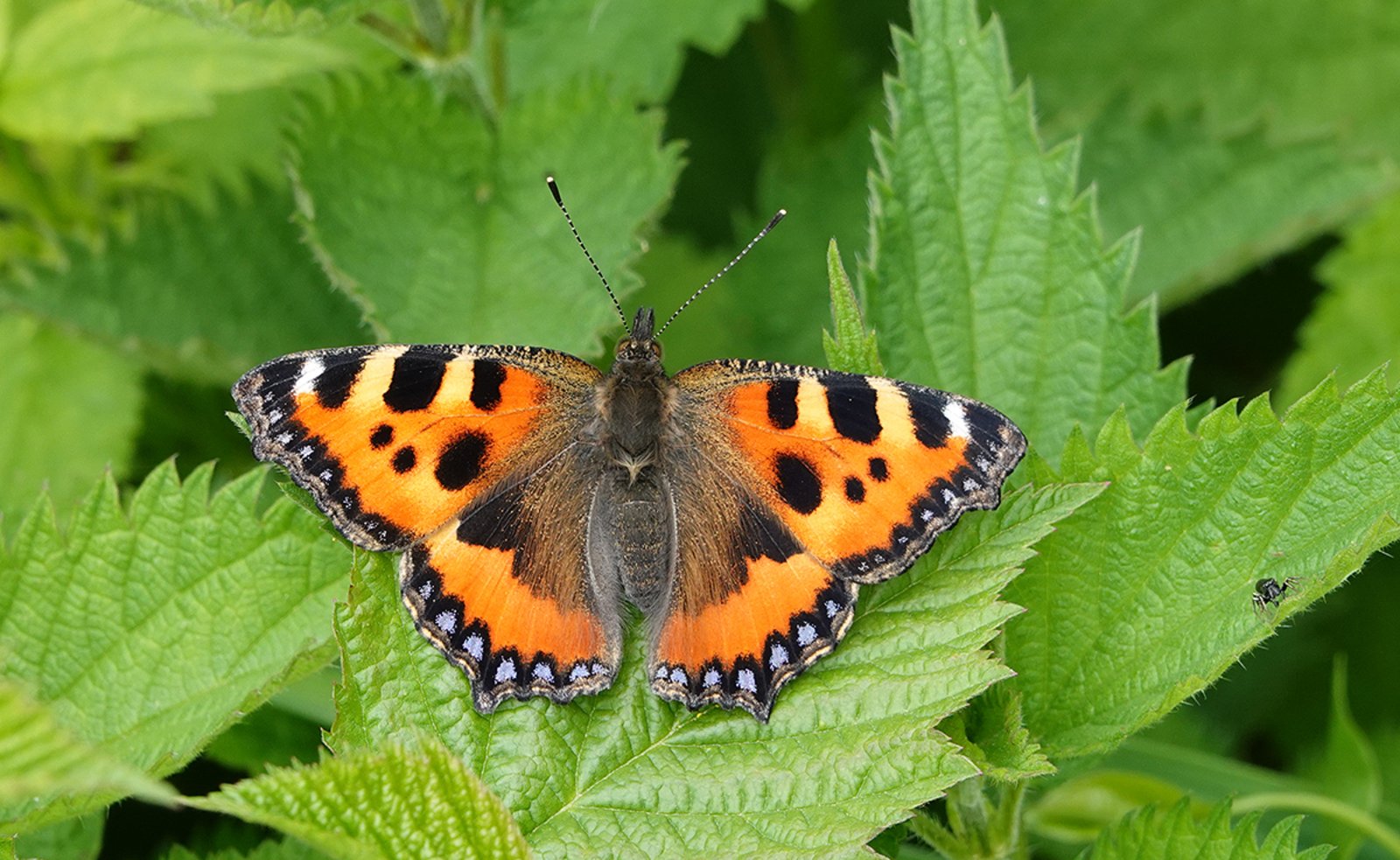 The stinging nettle – a well-armed allrounder - waldwissen.net