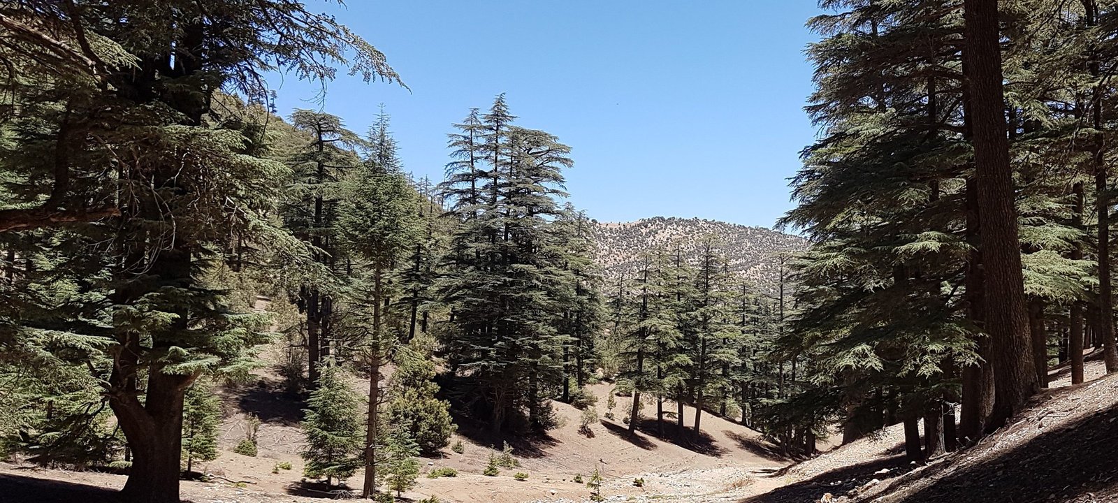 Atlas cedar as an alternative for dry sites - waldwissen.net