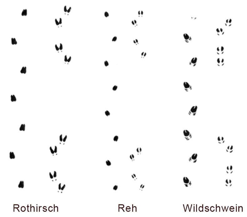 Spuren im Schnee – aber von wem?