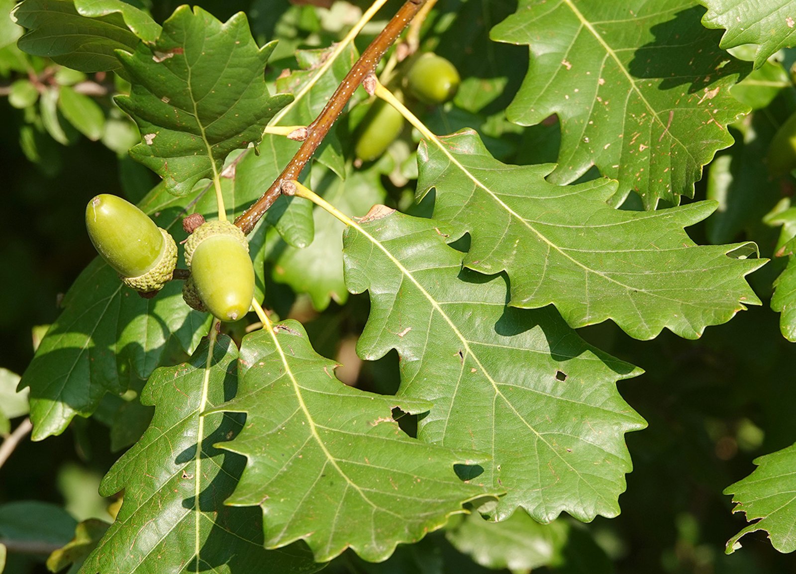 Traubeneiche und Stieleiche im Portrait